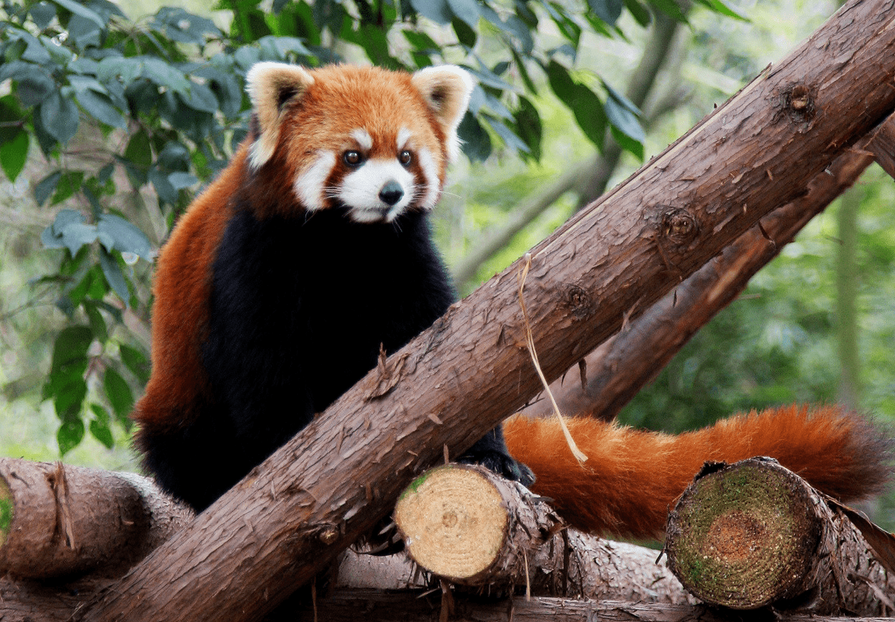 FIRE FOX – new illustration and red panda adventures - THE ARTFUL WORLD ...