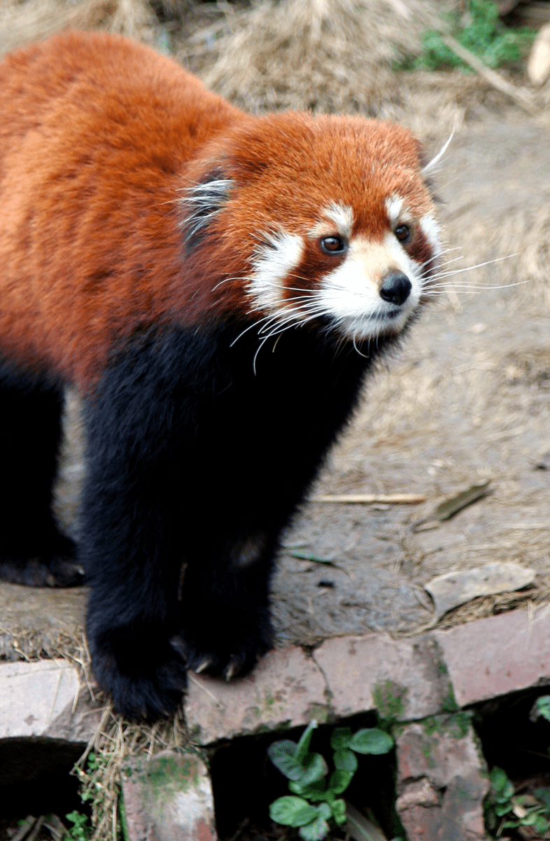 FIRE FOX – new illustration and red panda adventures - THE ARTFUL WORLD ...